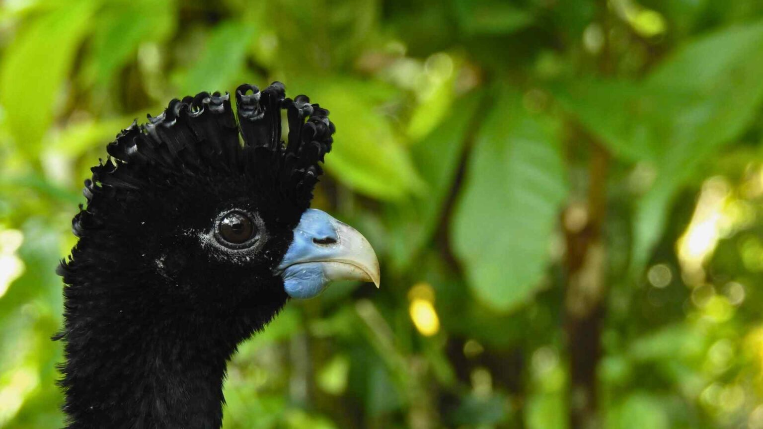 El paujil de pico azul, al filo de la extinción
